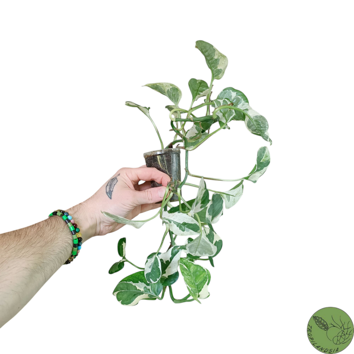 Baby Pothos N'joy (grand) – Tropilandsia