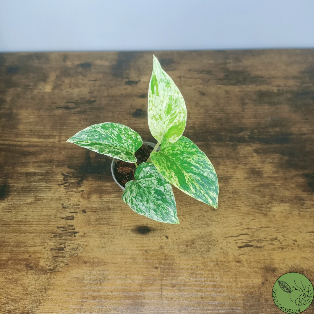 Baby Pothos Marble Queen 23 – Tropilandsia